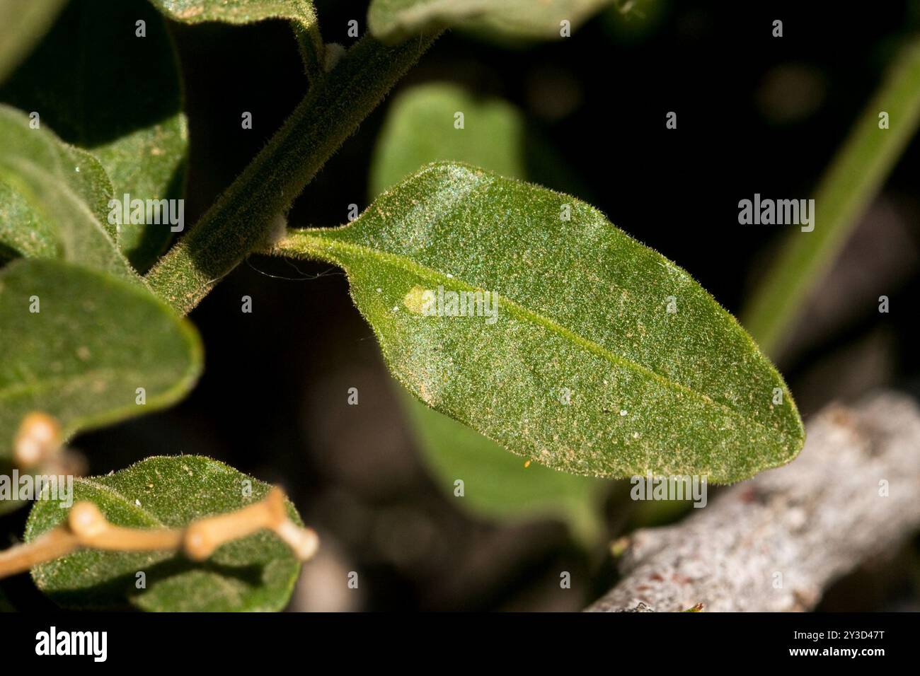 purple nightshade (Solanum xanti) Plantae Stock Photo - Alamy