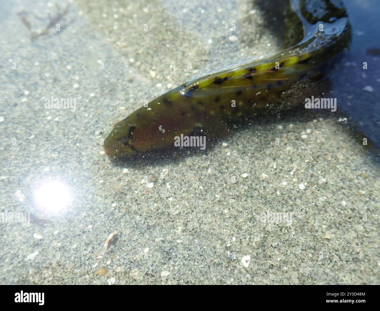 Penpoint Gunnel (Apodichthys flavidus) Actinopterygii Stock Photo - Alamy