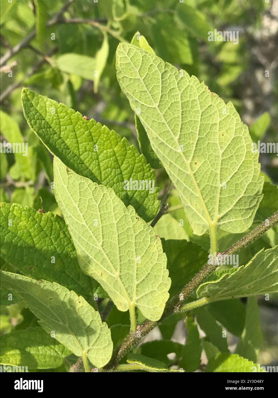 netleaf hackberry (Celtis reticulata) Plantae Stock Photo - Alamy