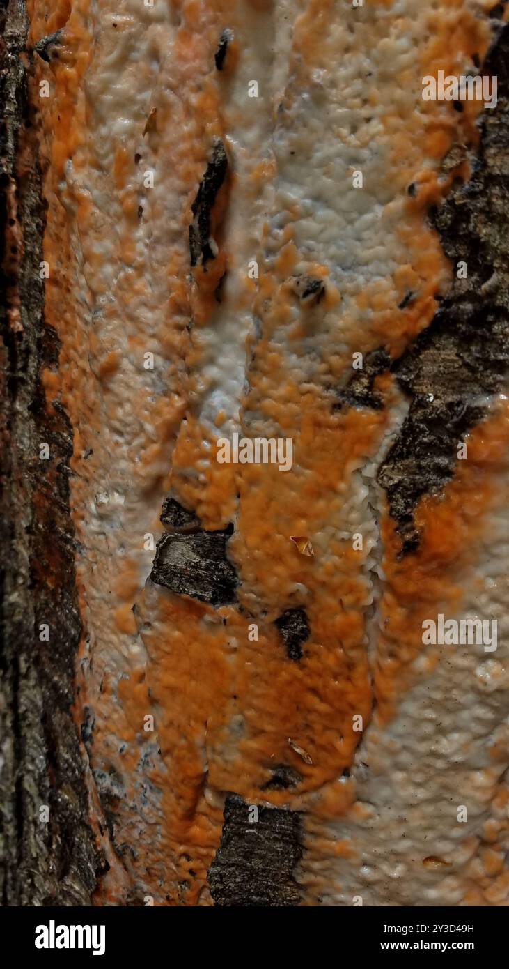 sap yeast (Cystofilobasidium macerans) Fungi Stock Photo - Alamy