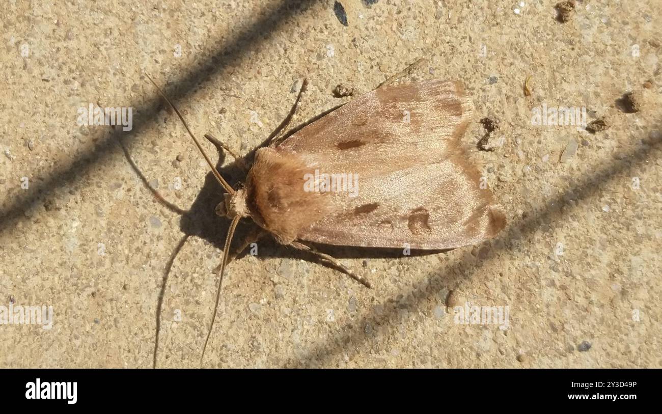 Heart and Dart (Agrotis exclamationis) Insecta Stock Photo - Alamy