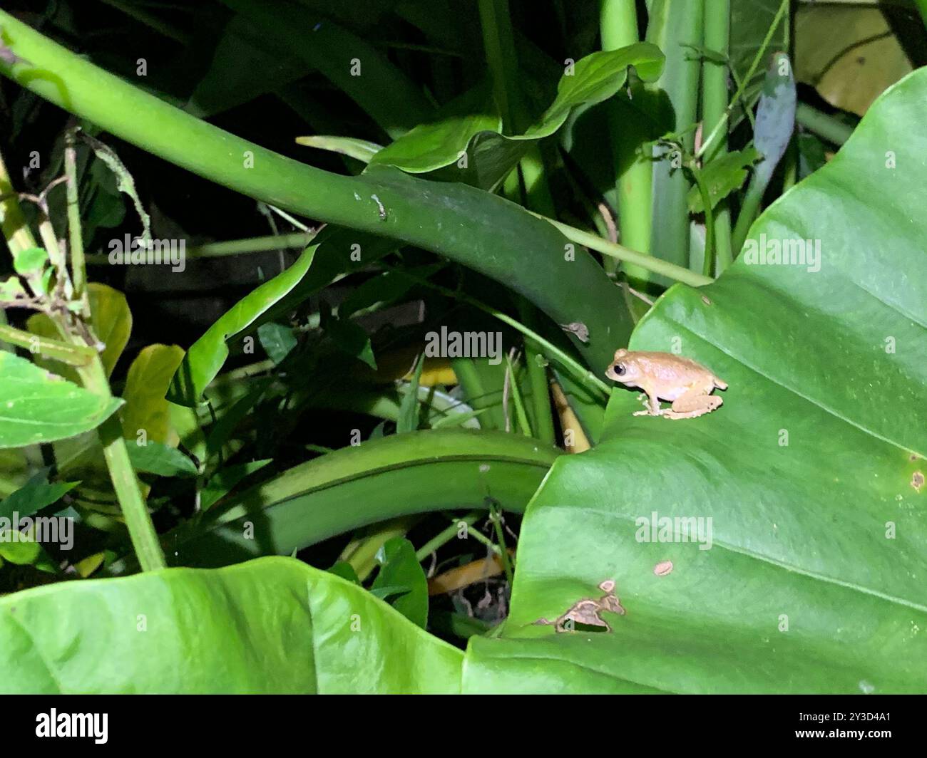 Temple Tree Frog (Kurixalus idiootocus) Amphibia Stock Photo - Alamy