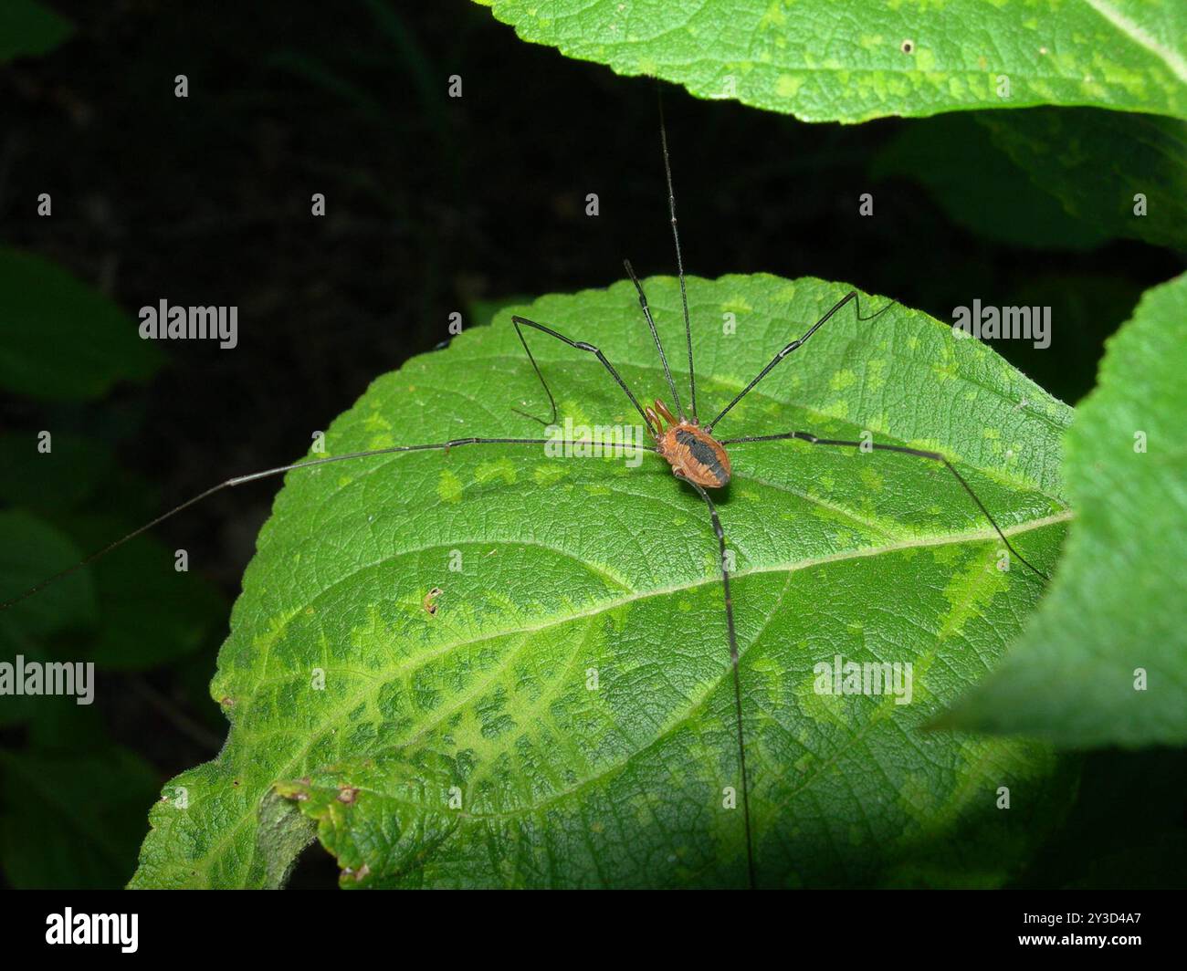Eastern Harvestman (Leiobunum vittatum) Arachnida Stock Photo - Alamy