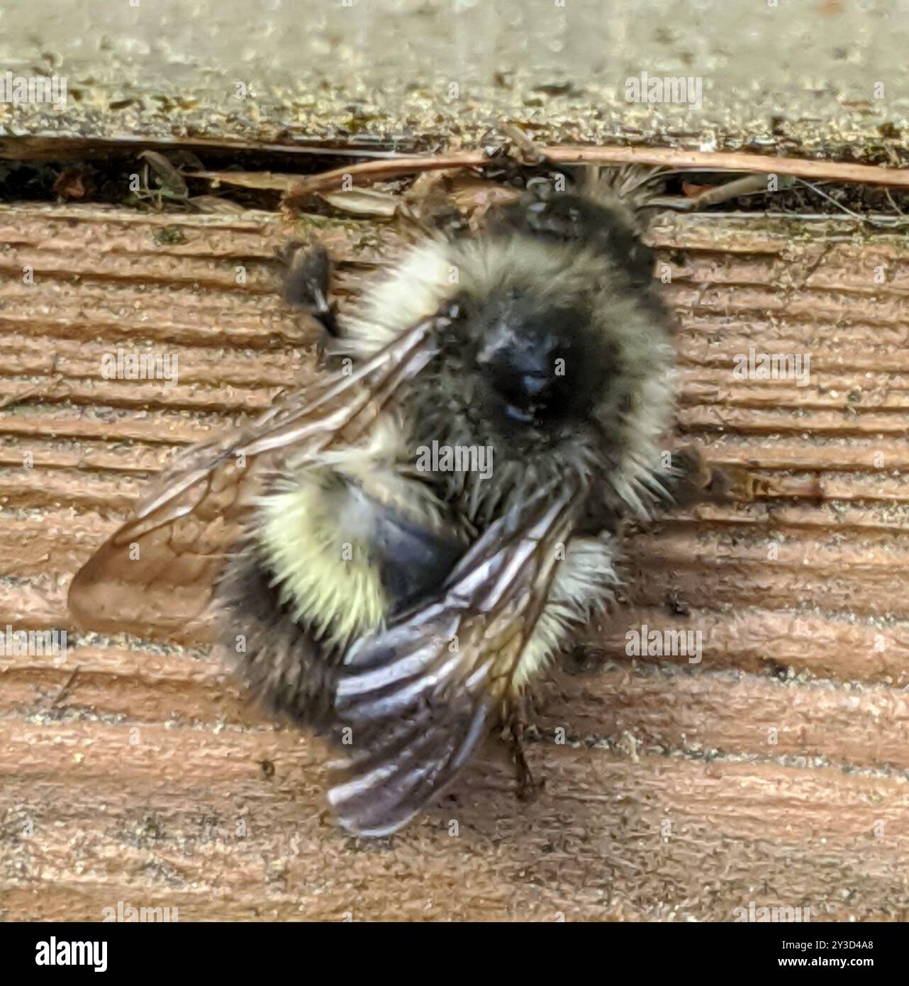 Yellow-Fronted Bumble Bee (Bombus flavifrons) Insecta Stock Photo - Alamy