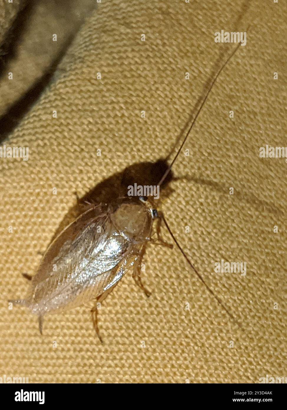 Tawny Cockroach (Ectobius pallidus) Insecta Stock Photo - Alamy