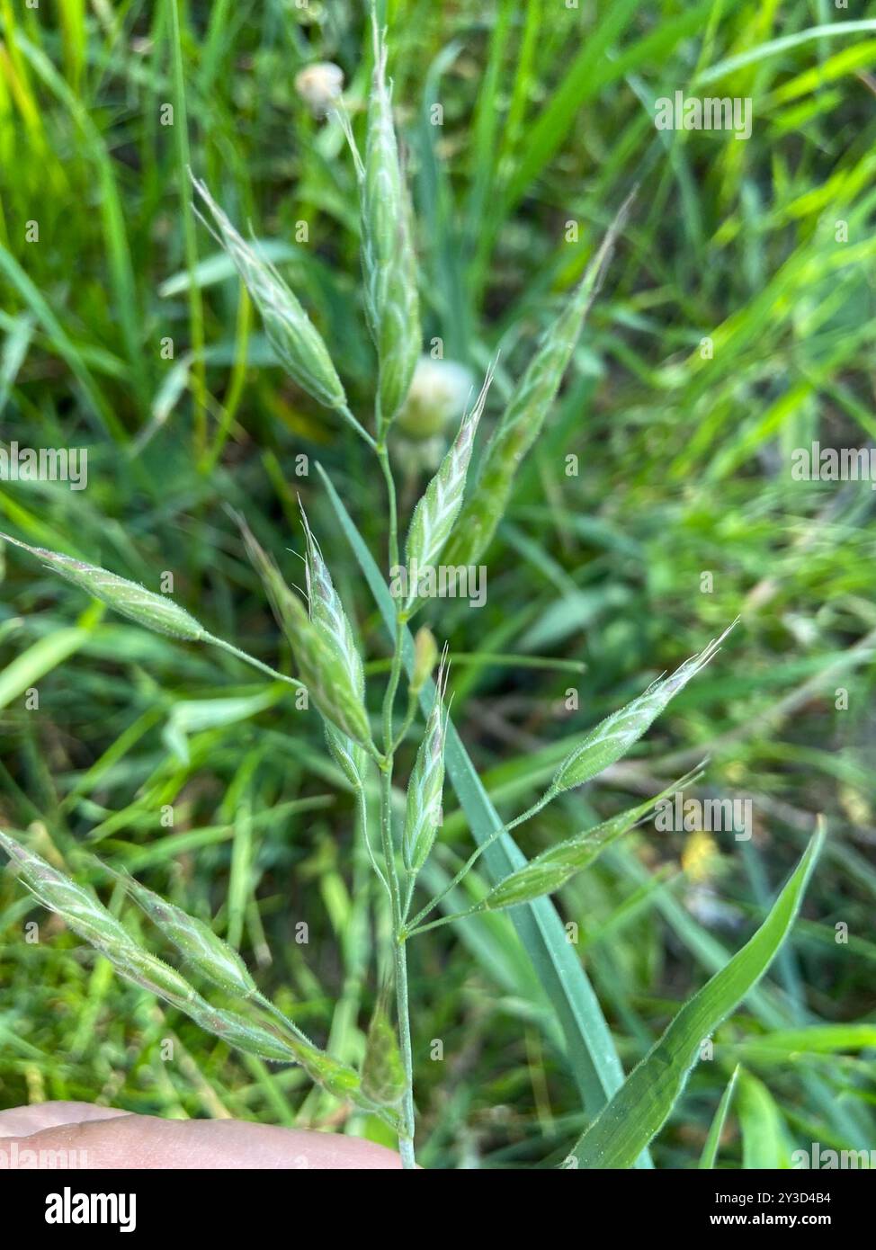 common soft brome (Bromus hordeaceus) Plantae Stock Photo - Alamy