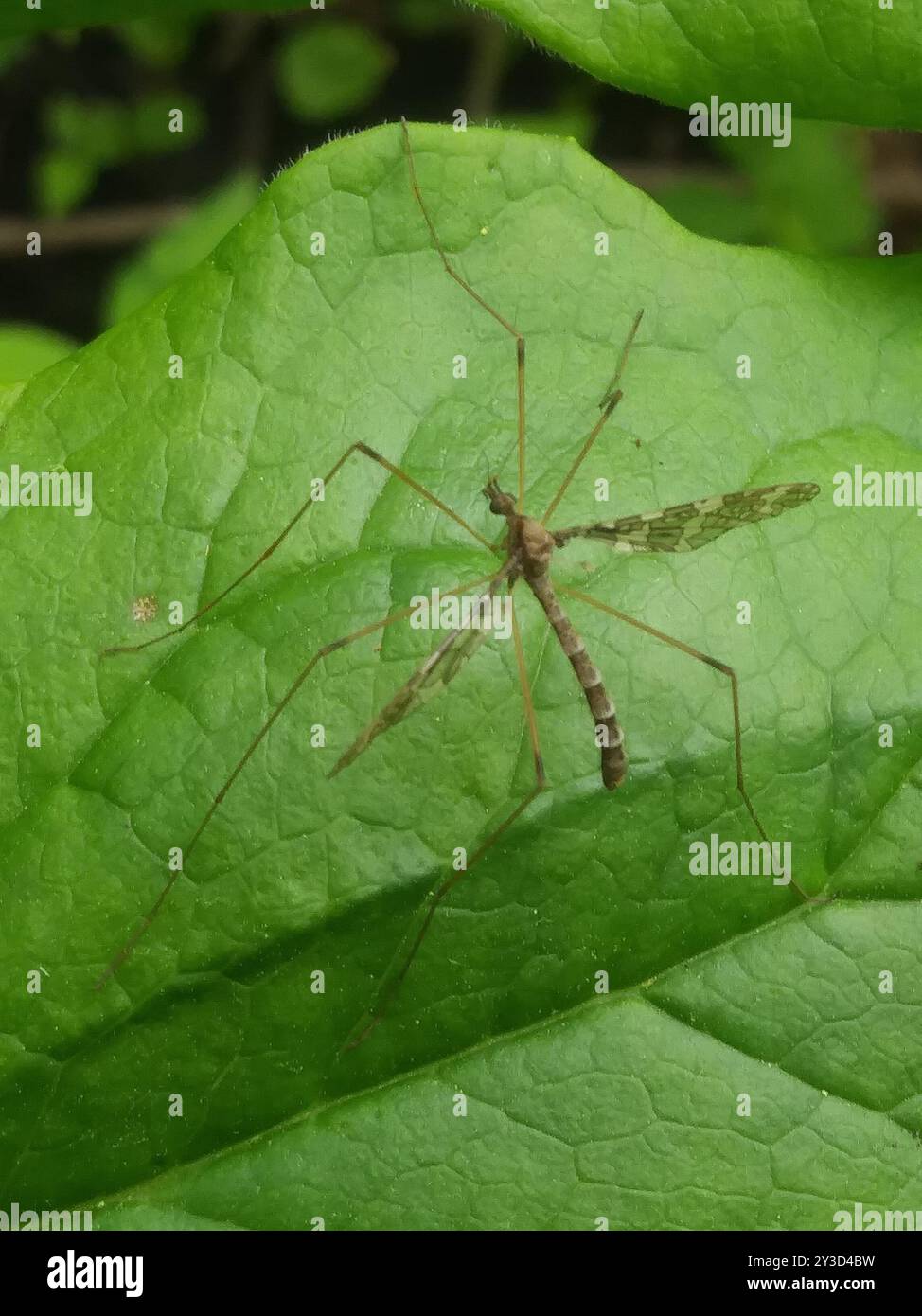 Band-winged Crane Fly (Epiphragma fasciapenne) Insecta Stock Photo - Alamy