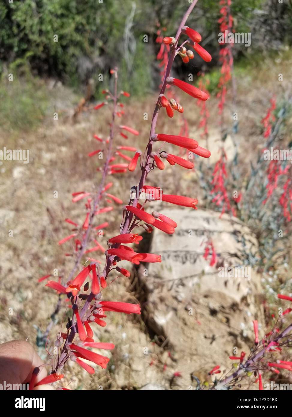 scarlet bugler (Penstemon centranthifolius) Plantae Stock Photo - Alamy