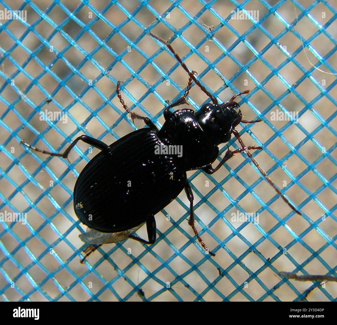 European Gazelle Beetle (Nebria brevicollis) Insecta Stock Photo - Alamy