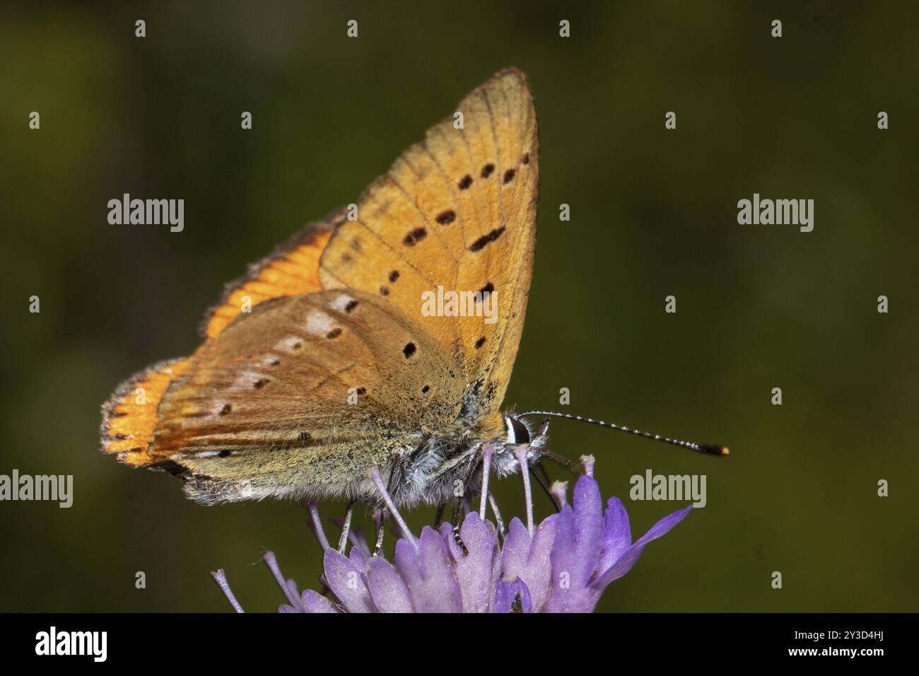 Scarce Copper male butterfly with half-open wings sitting on a violet ...