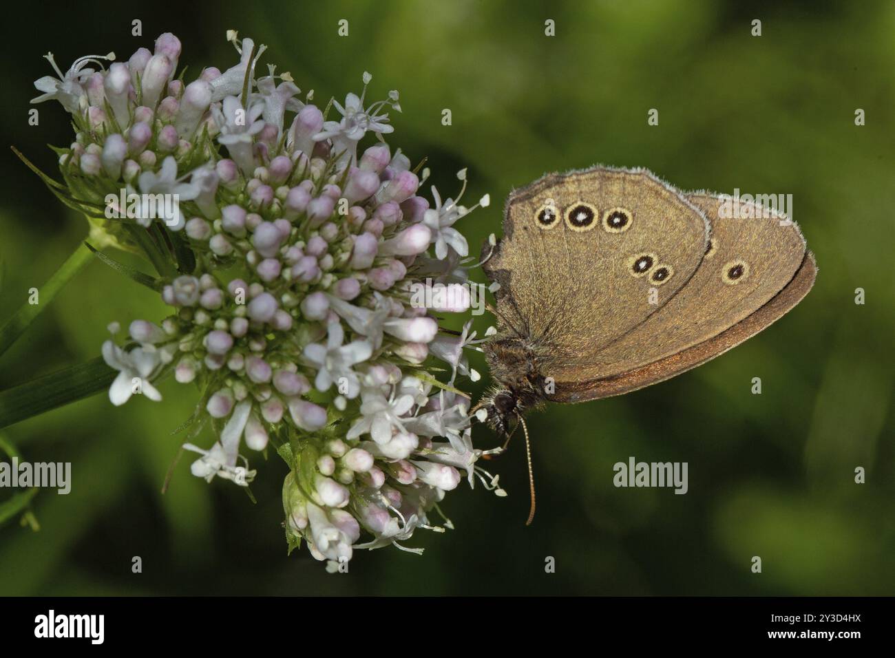 Chimney sweep, brown forest bird butterfly with closed wings sitting on ...