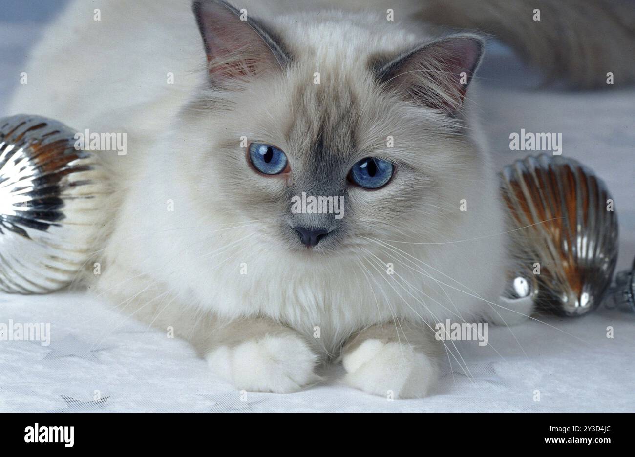 Sacred Burmese cat bluepoint female/female 2 years Stock Photo - Alamy