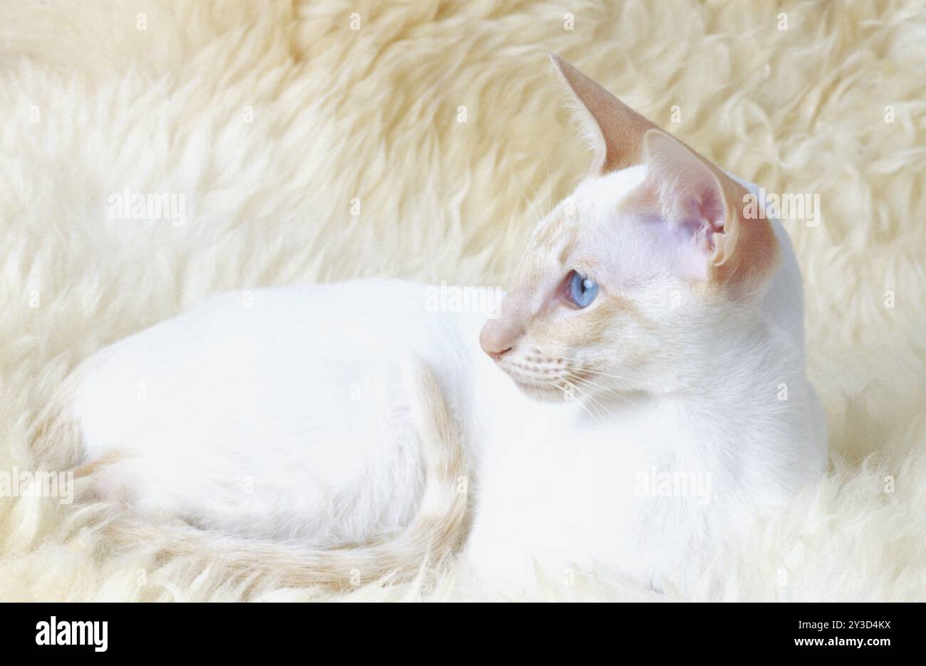 Siamese cat red-silver-tabby reddish colouring male, 5 months old Stock ...