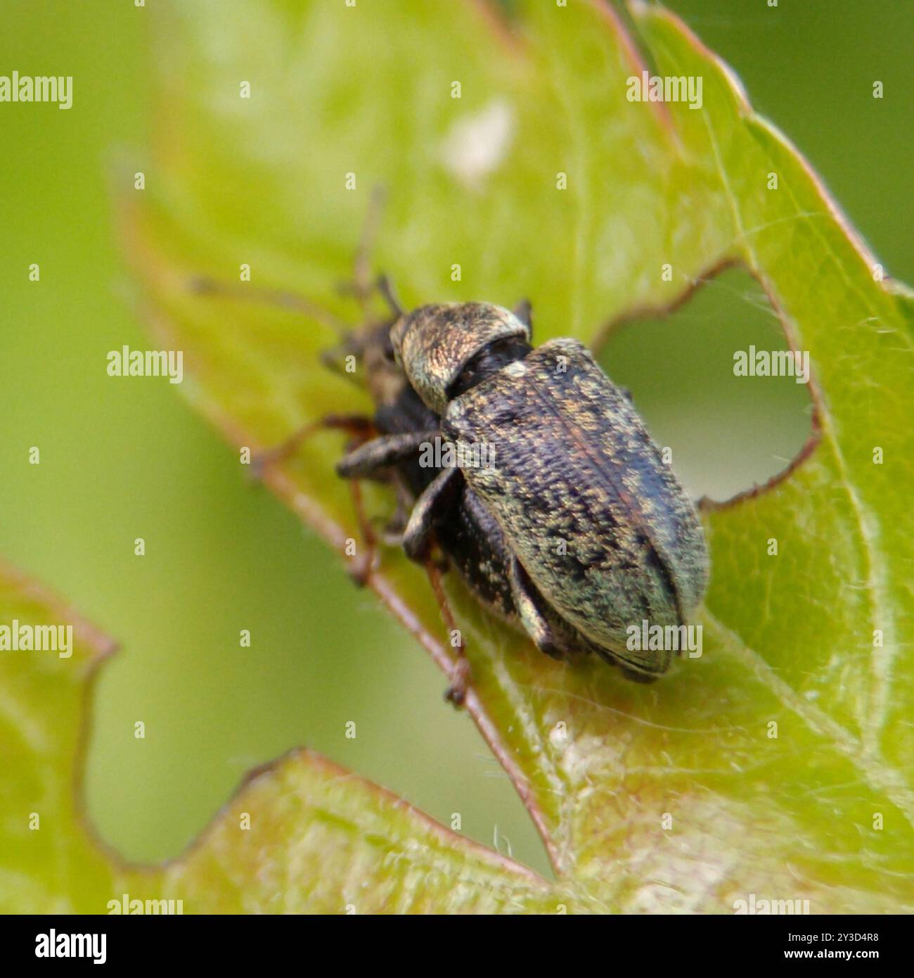Common Leaf Weevil (Phyllobius pyri) Insecta Stock Photo - Alamy