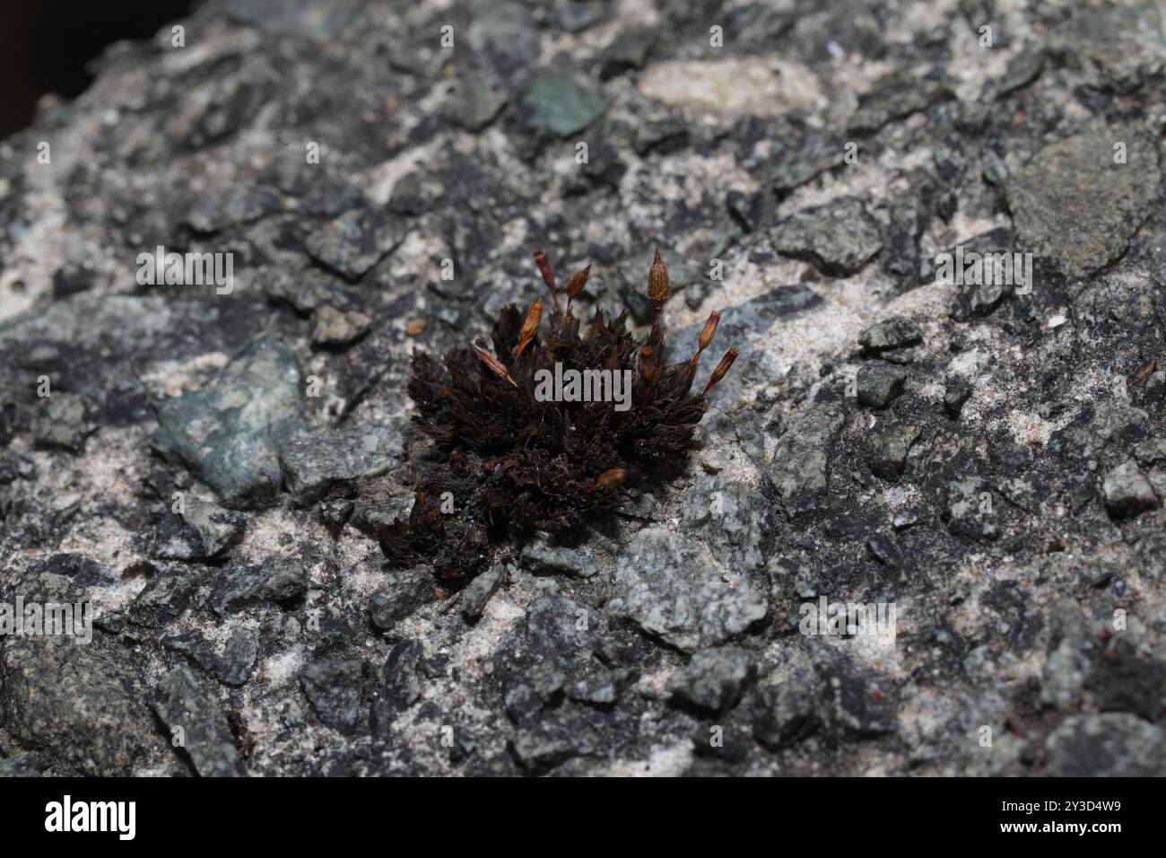 Anomalous Bristle-moss (Orthotrichum anomalum) Plantae Stock Photo - Alamy