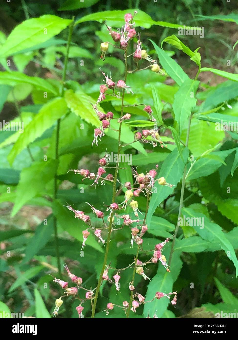 American alumroot (Heuchera americana) Plantae Stock Photo - Alamy