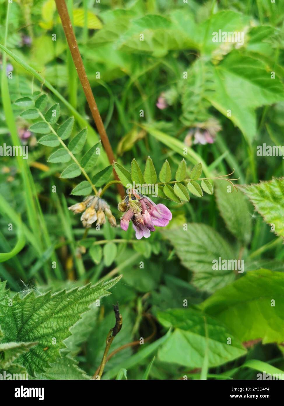Bush Vetch (Vicia sepium) Plantae Stock Photo - Alamy