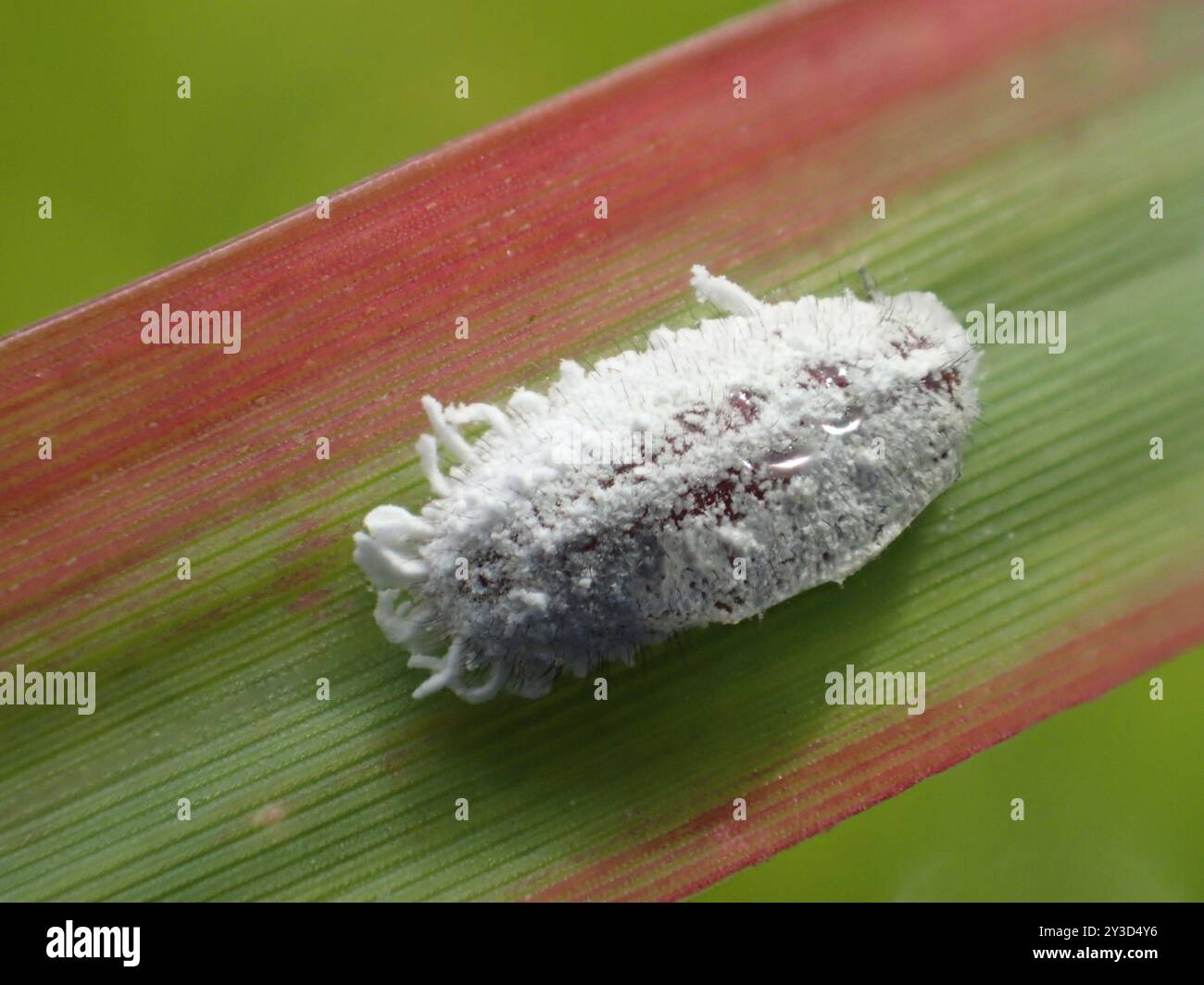 (Pseudococcus comstocki) Insecta Stock Photo - Alamy