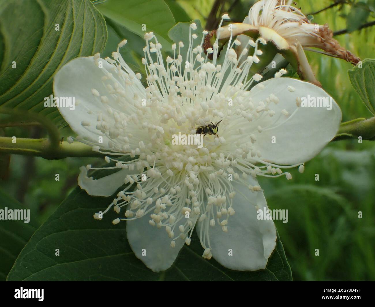 Common guava (Psidium guajava) Plantae Stock Photo - Alamy