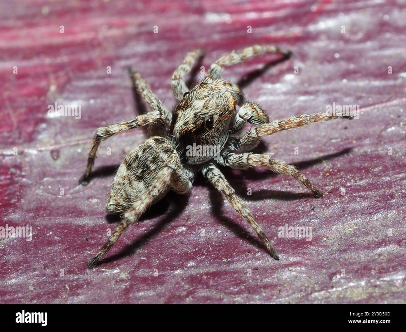 Asiatic Wall Jumping Spider (Attulus fasciger) Arachnida Stock Photo ...