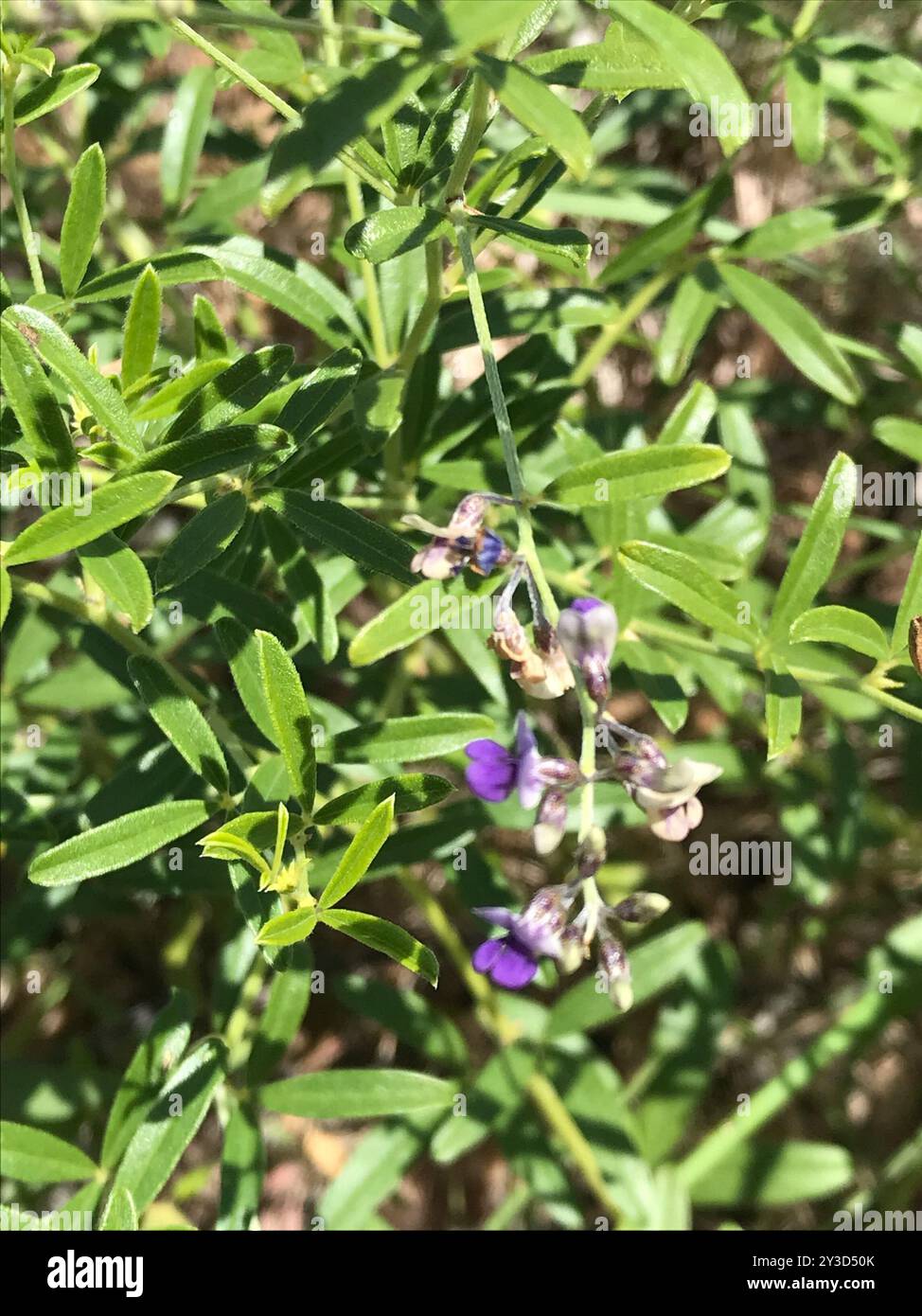 Slimflower Scurfpea (Pediomelum tenuiflorum) Plantae Stock Photo - Alamy
