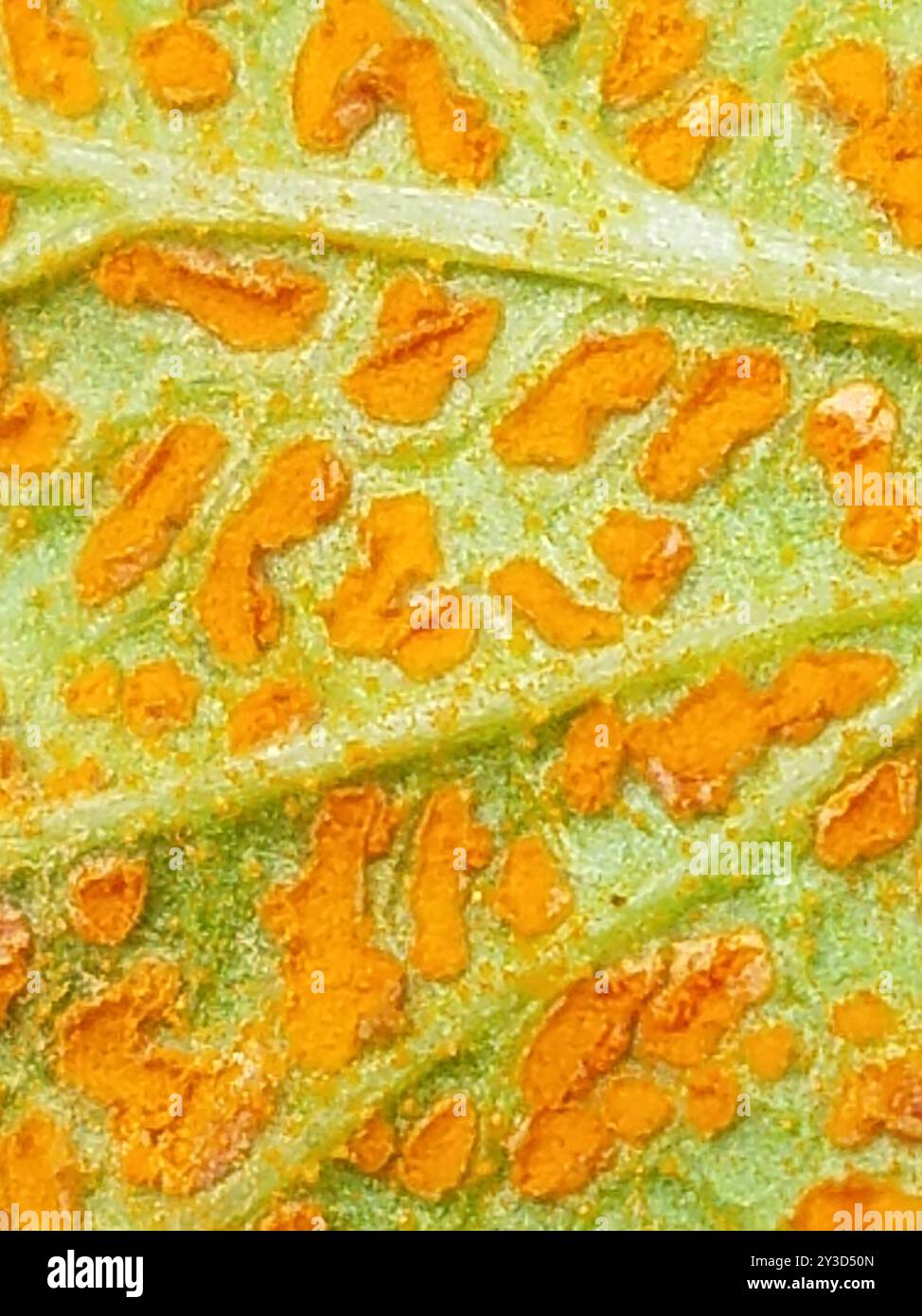 blackberry orange rust (Gymnoconia peckiana) Fungi Stock Photo - Alamy