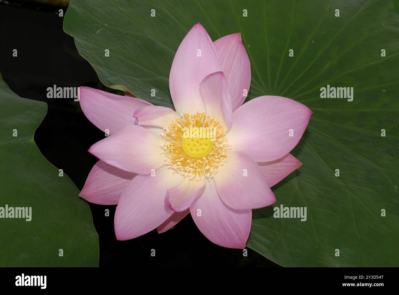 Lotus flower, Bangkok, Thailand, Asia Stock Photo - Alamy