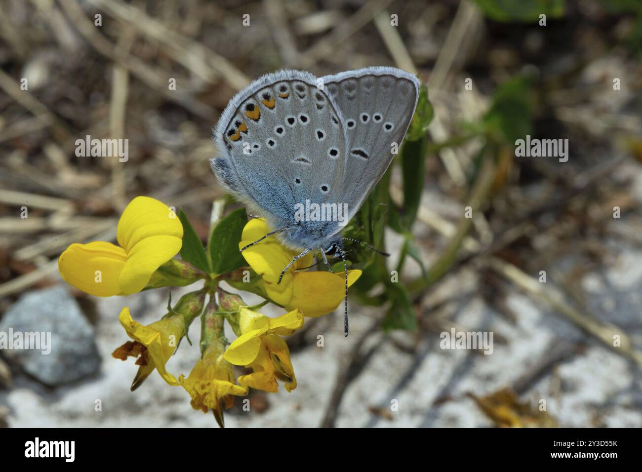 Magnificent blue butterfly butterfly with closed wings sitting on ...