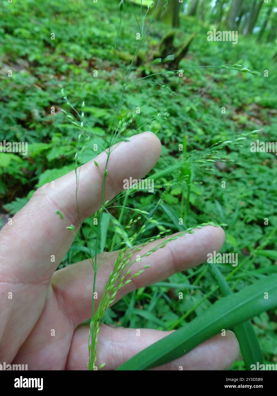 Wood Millet (Milium effusum) Plantae Stock Photo - Alamy