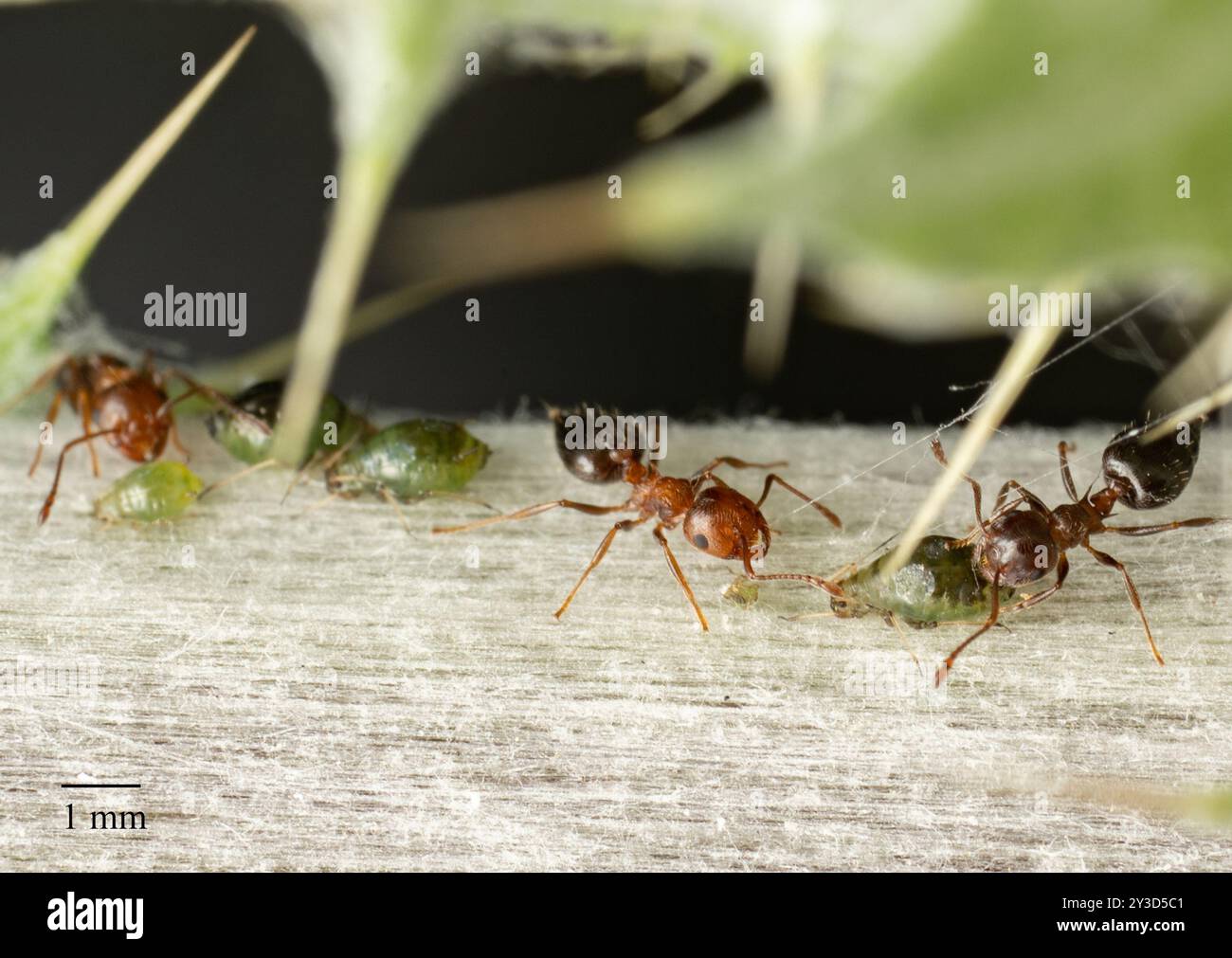 Acrobat Ants and Cocktail Ants (Crematogaster) Insecta Stock Photo - Alamy