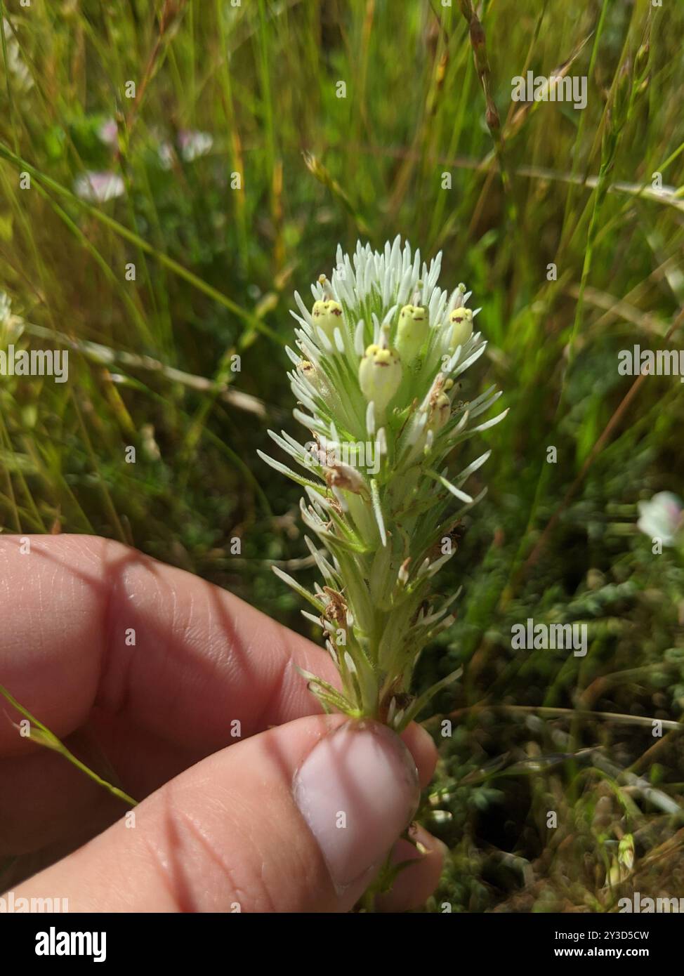 San Luis Obispo owl's-clover (Castilleja densiflora obispoensis ...