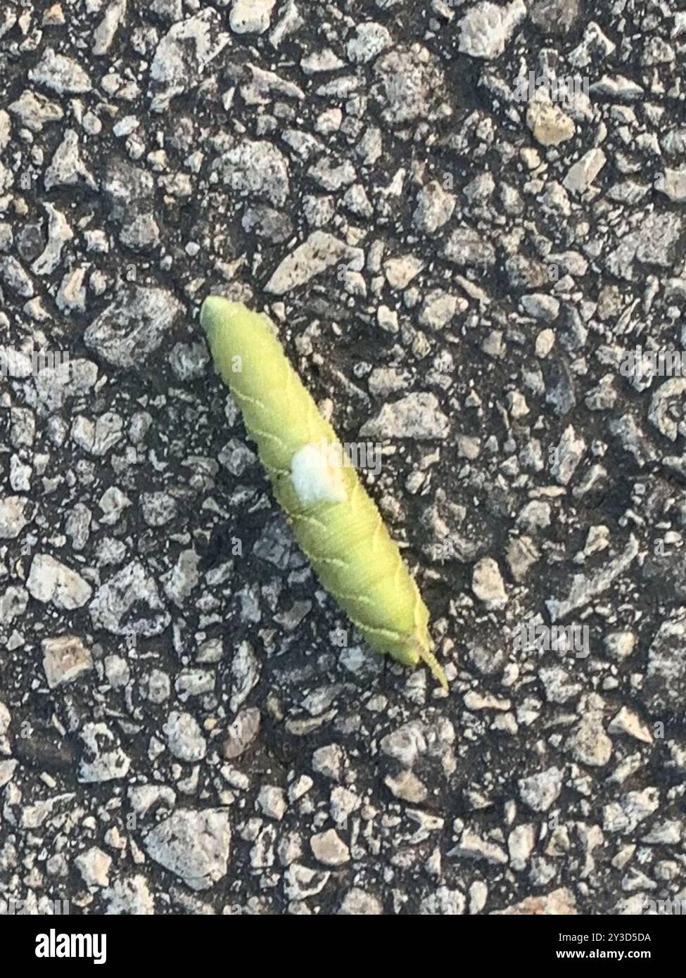 Walnut Sphinx (Amorpha juglandis) Insecta Stock Photo - Alamy