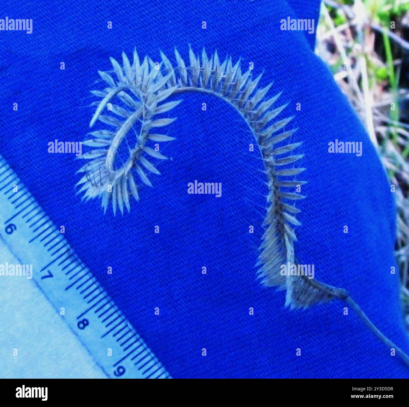 Toothache grass (Ctenium aromaticum) Plantae Stock Photo - Alamy