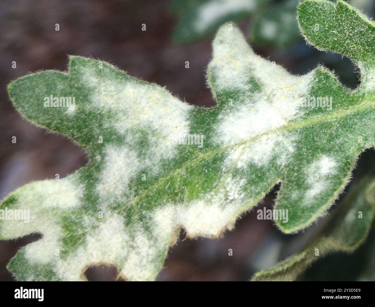 (Erysiphe alphitoides) Fungi Stock Photo - Alamy