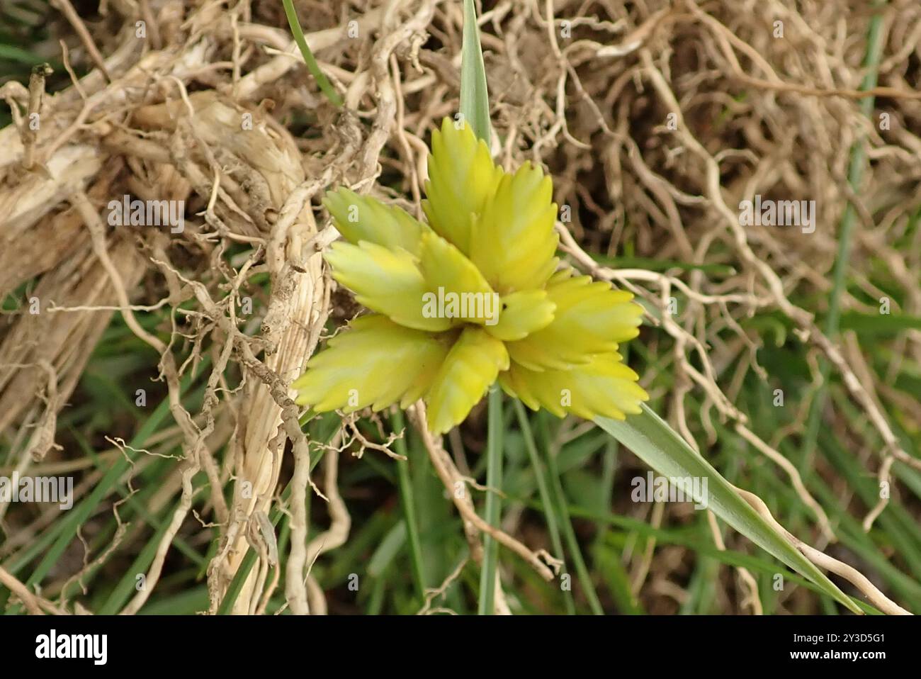 Golden Sedge (Cyperus sphaerocephalus) Plantae Stock Photo - Alamy