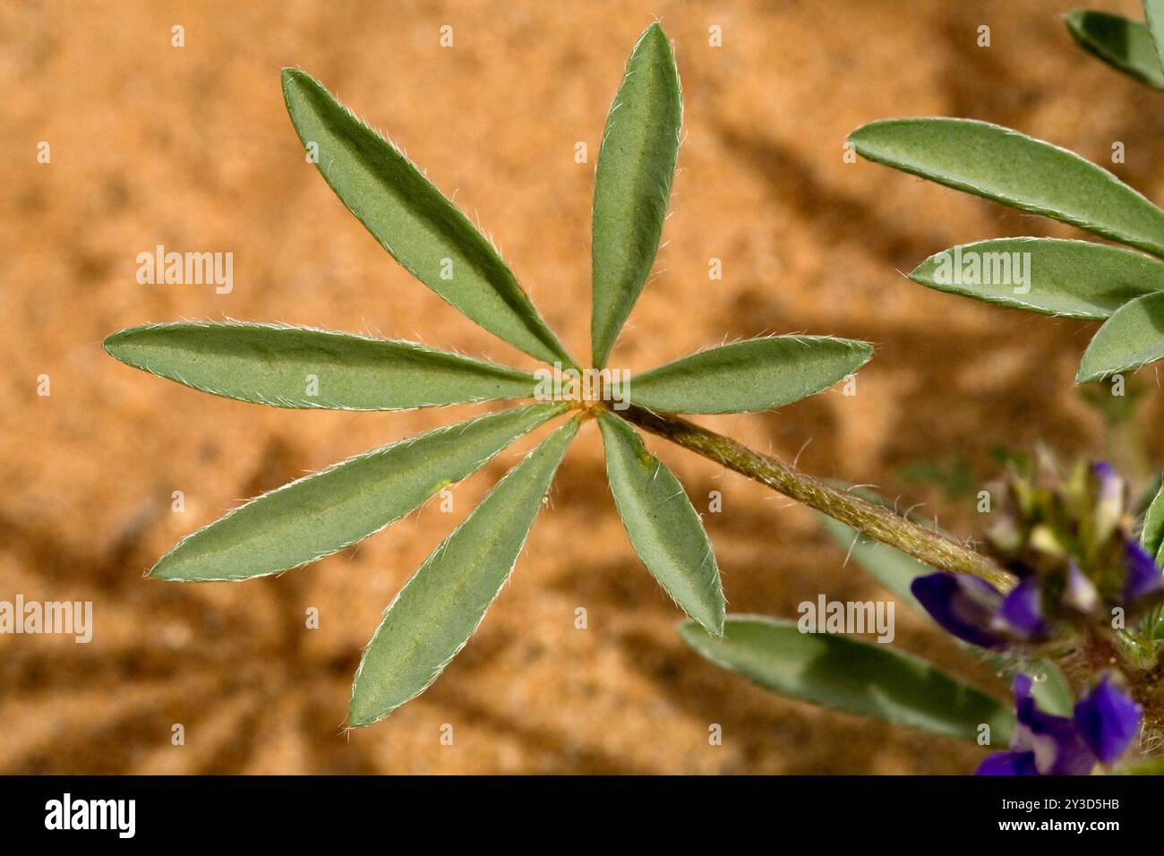 Rusty lupine (Lupinus pusillus) Plantae Stock Photo - Alamy