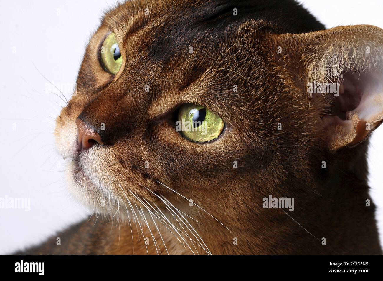 Abyssinian wild coloured, abyssinian cat ruddy Stock Photo - Alamy