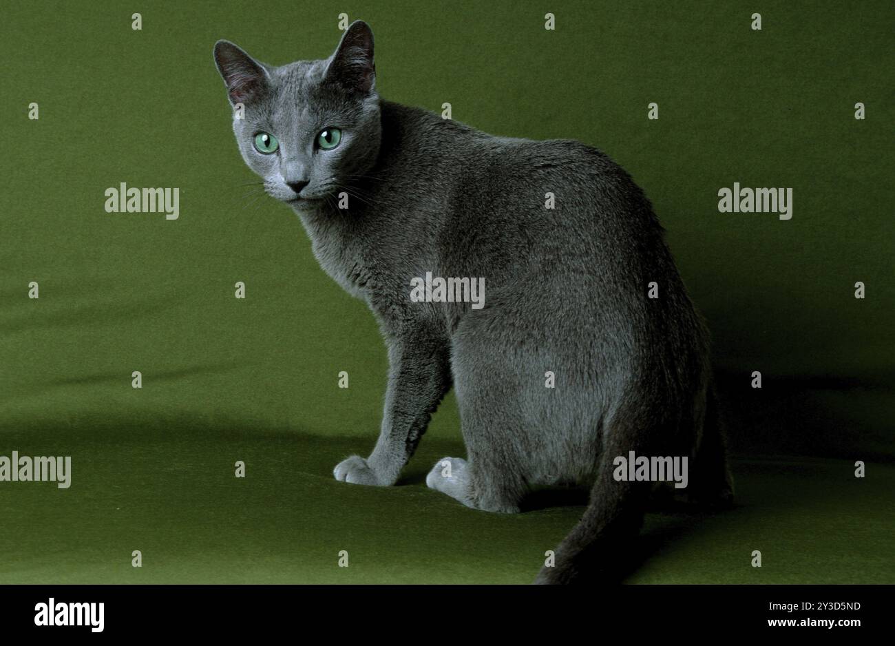 Grey russian blue cat hi-res stock photography and images - Alamy