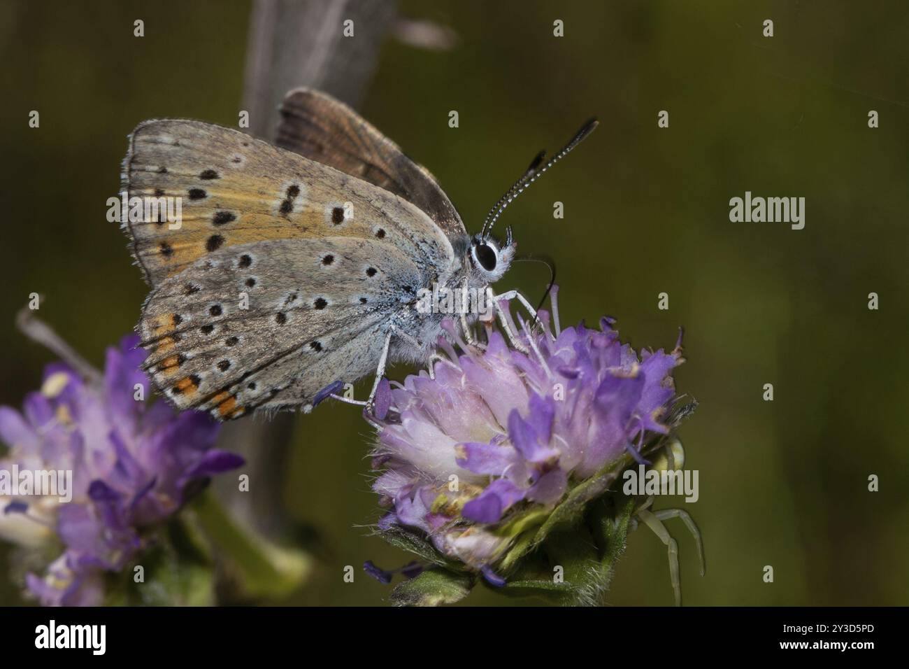 Purple-shot copper male butterfly with half-open wings sitting on ...