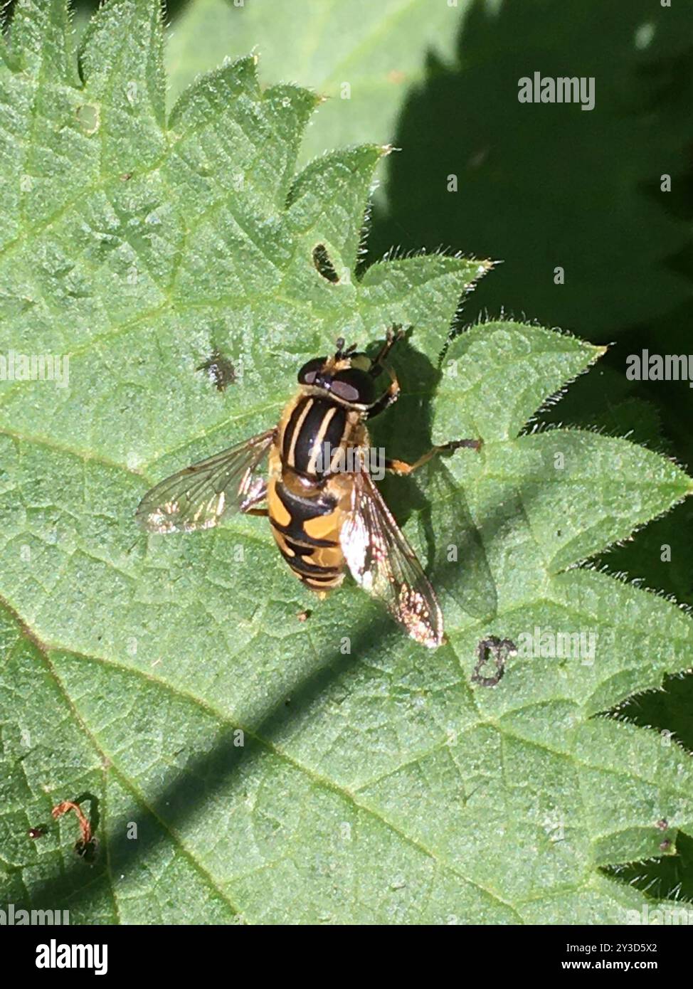 Sun Fly (Helophilus pendulus) Insecta Stock Photo - Alamy