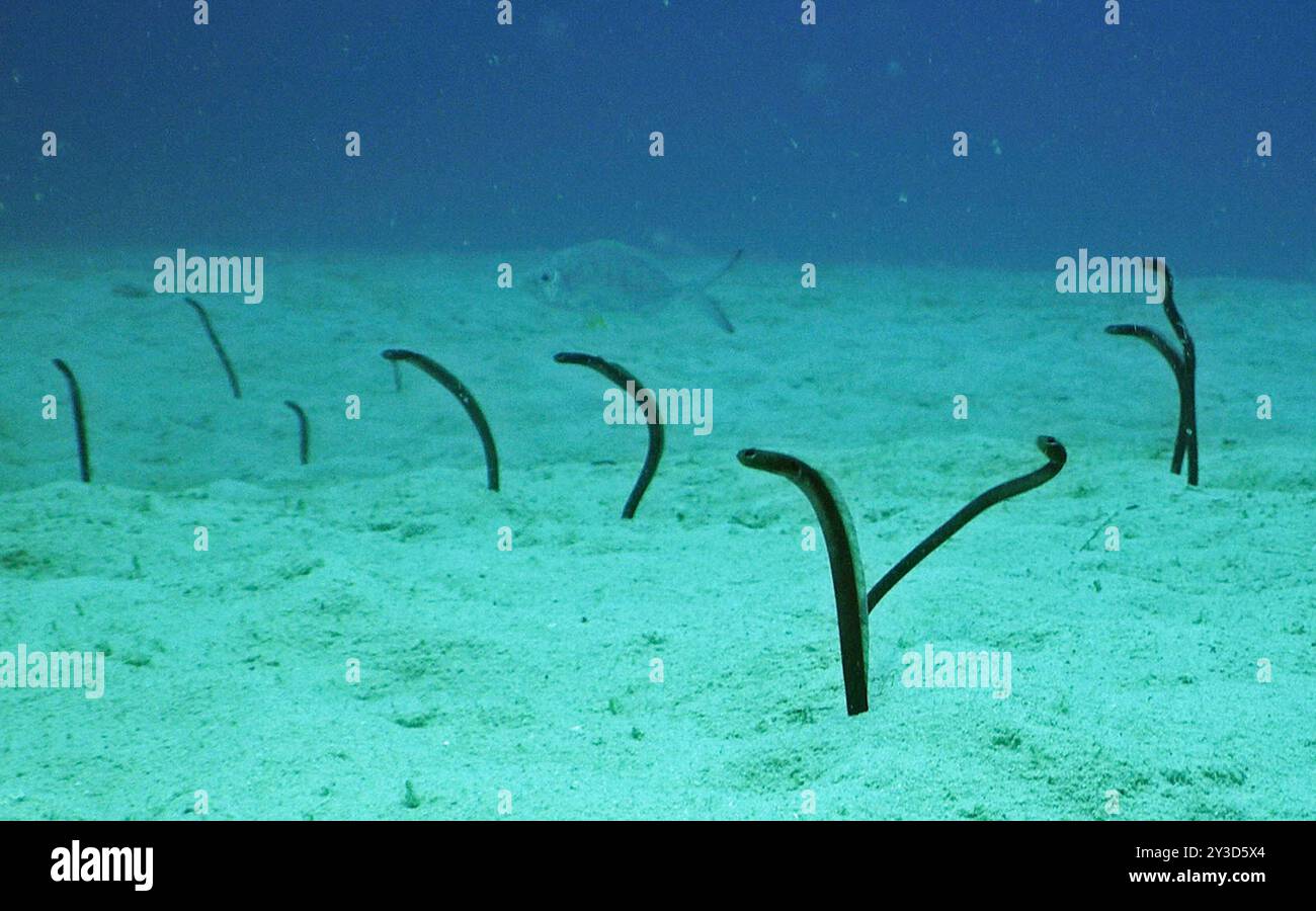 Brown Garden Eel (Heteroconger longissimus) Actinopterygii Stock Photo ...