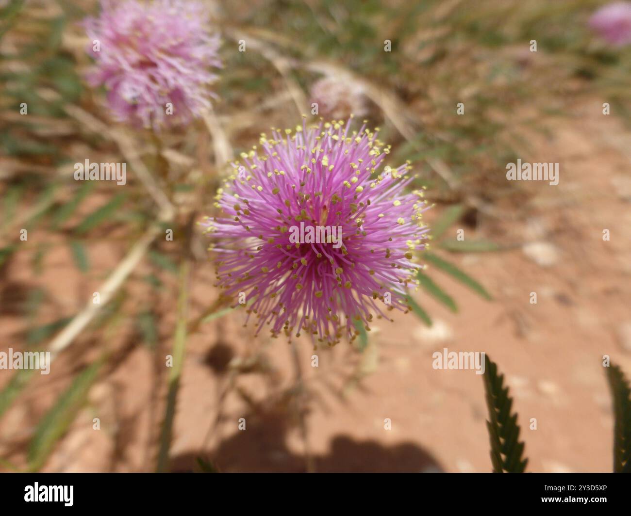 sensitive plants (Mimosa) Plantae Stock Photo - Alamy