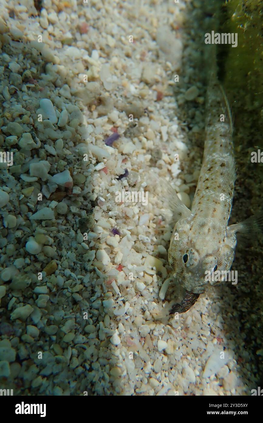 Cocos Frillgoby (Bathygobius cocosensis) Actinopterygii Stock Photo - Alamy