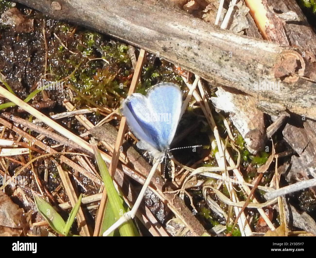 Spring Azure (Celastrina ladon) Insecta Stock Photo - Alamy