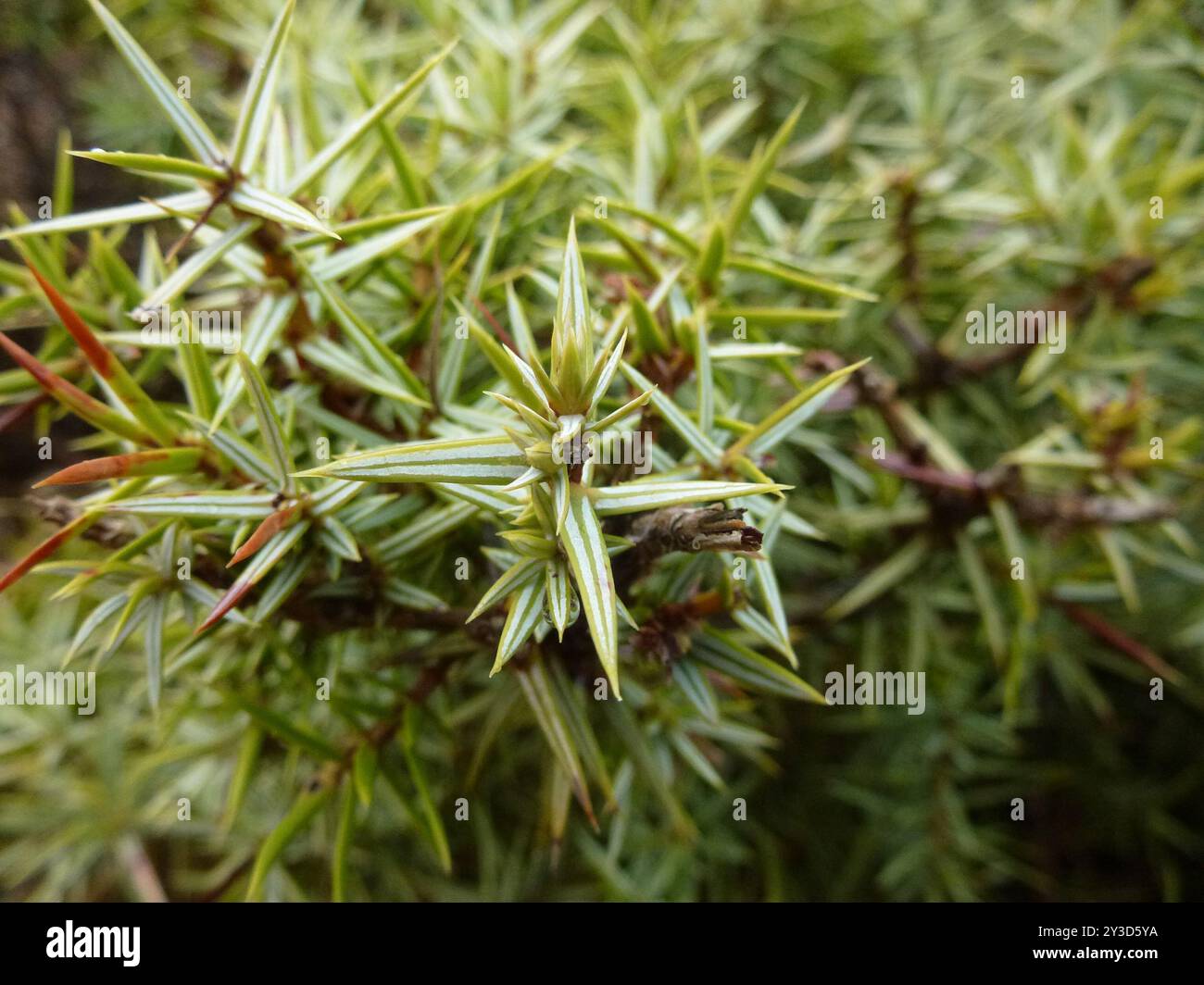 large-fruited juniper (Juniperus macrocarpa) Plantae Stock Photo - Alamy