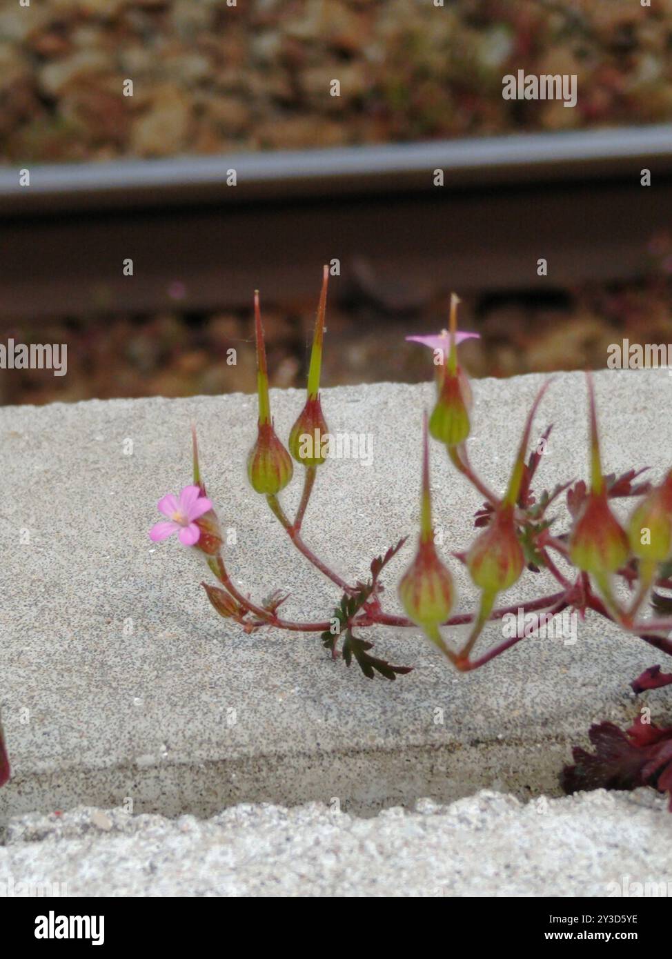 Little-Robin (Geranium purpureum) Plantae Stock Photo - Alamy