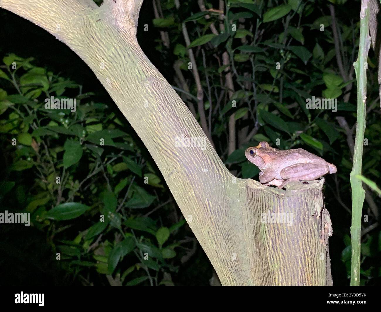 Robust Kajika Frog (Buergeria robusta) Amphibia Stock Photo - Alamy