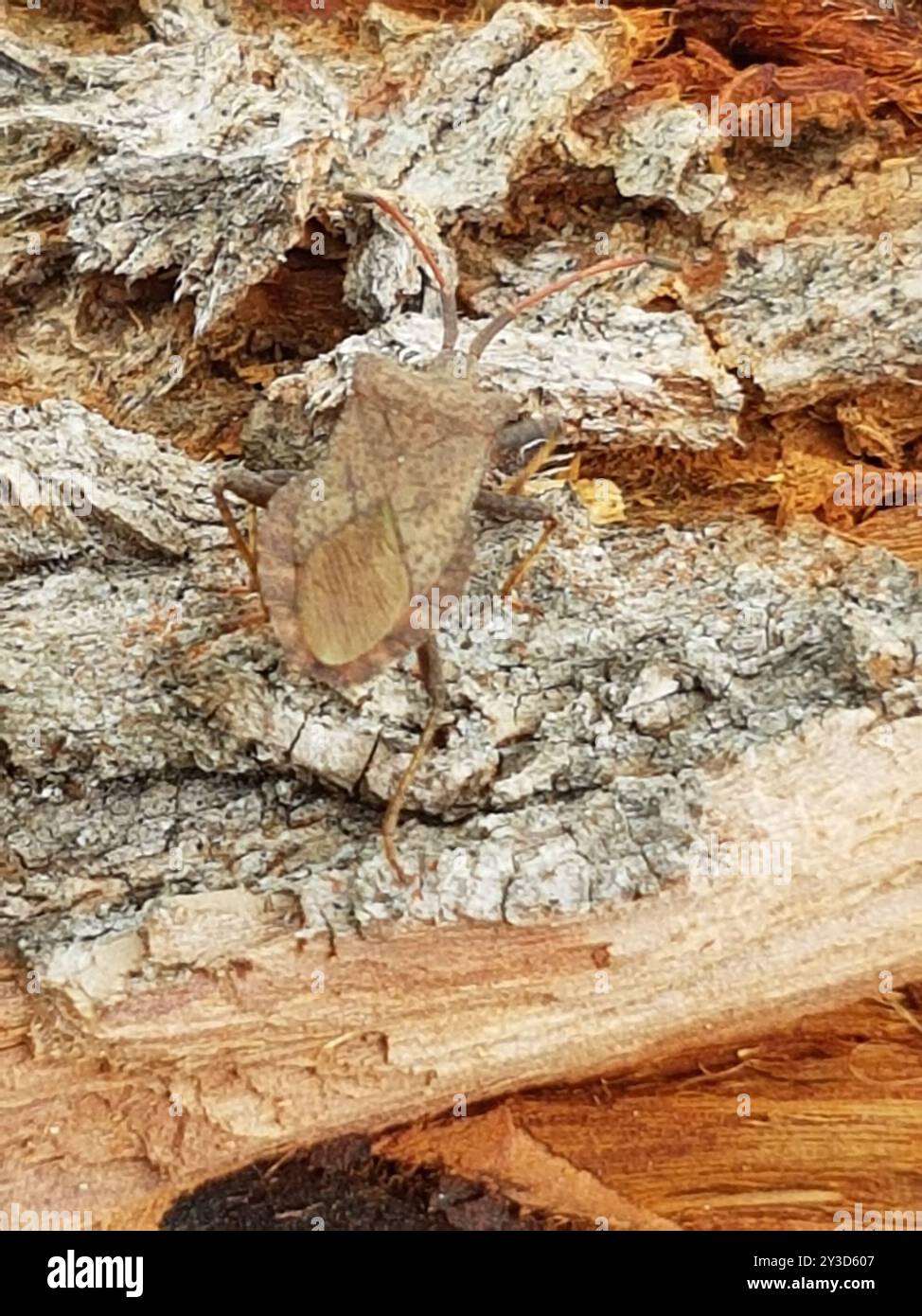 Dock Bug (Coreus marginatus) Insecta Stock Photo - Alamy