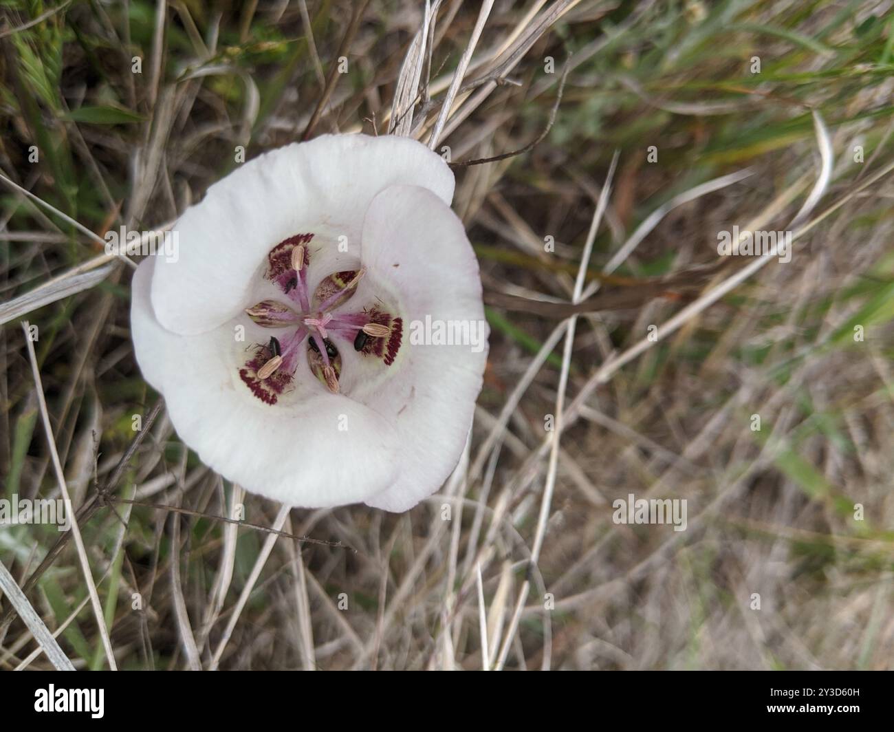 clay mariposa lily (Calochortus argillosus) Plantae Stock Photo - Alamy