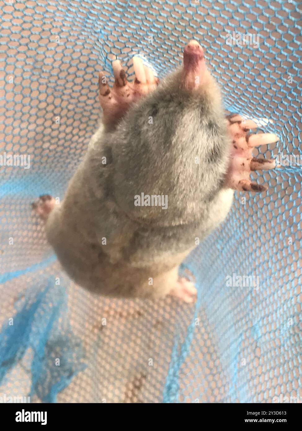 Eastern Mole (Scalopus aquaticus) Mammalia Stock Photo - Alamy
